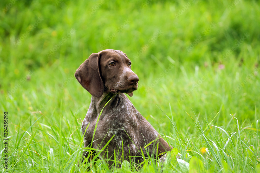 german shorthaired pointer, german kurtshaar one brown spotted puppy ...
