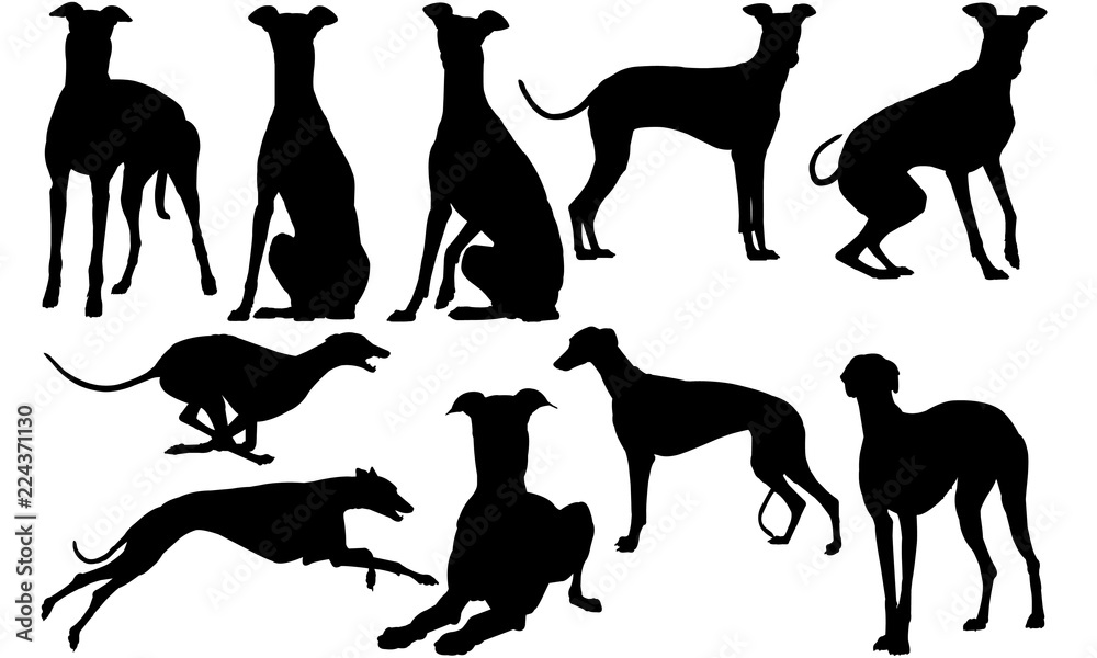Vetor de Greyhound Dog svg files cricut, silhouette clip art, Vector ...