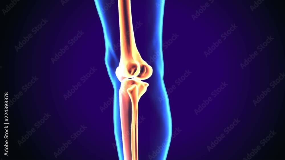 3d rendered anatomy illustration of a human knee Stock Video | Adobe Stock