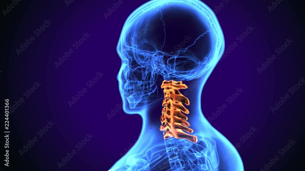 3d illustration of Anatomy of cervical spine cervical spinal Stock ...