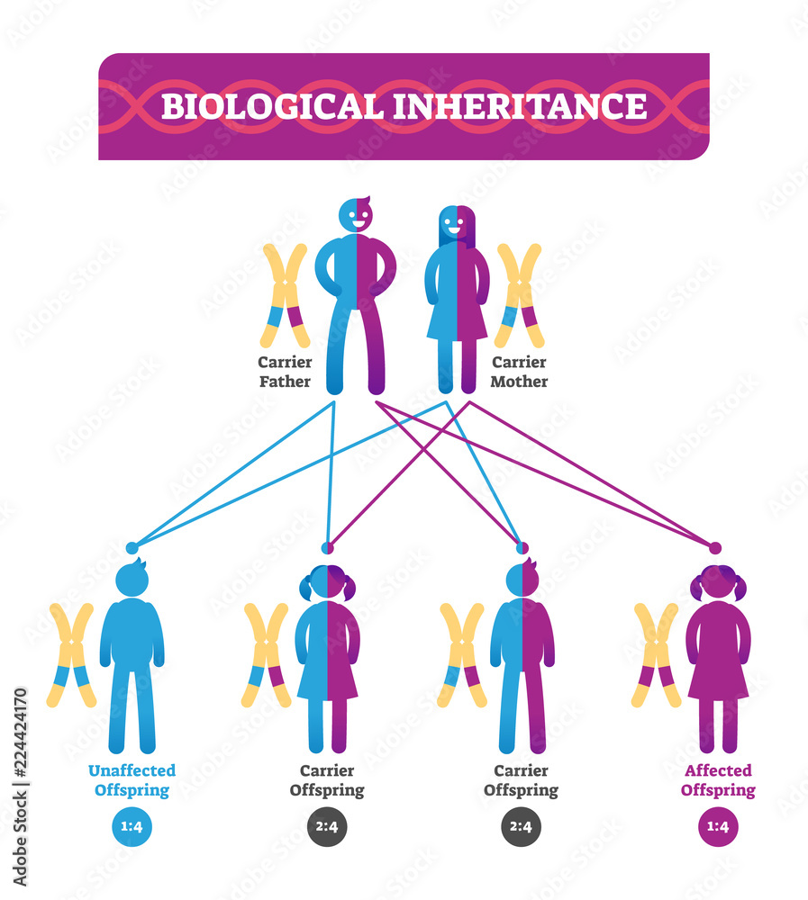 Biological inheritance vector illustration infographic. Biology ...