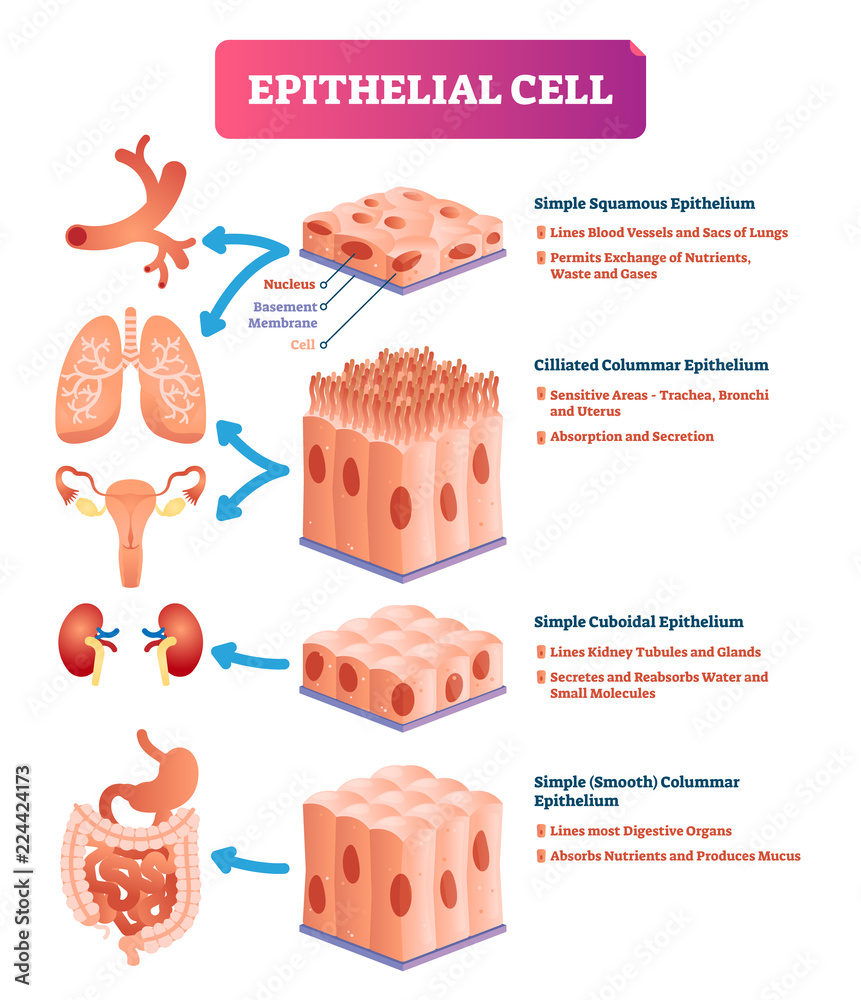 Epithelial cells vector illustration. Medical location and meaning ...