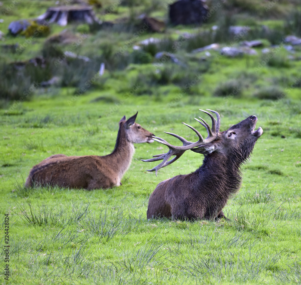 ROTWILD-WILD LIVE - Hirschbrunft Stock-Foto | Adobe Stock