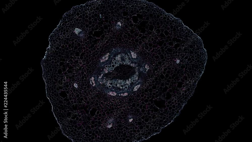 broad bean root old - cross section cut under the microscope ...