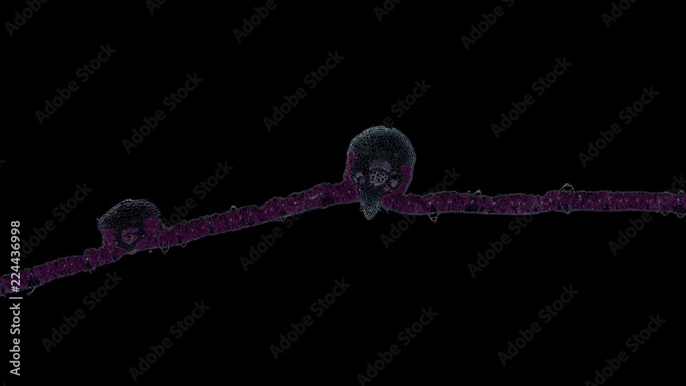 broad beans leaf - cross section cut under the microscope – microscopic ...