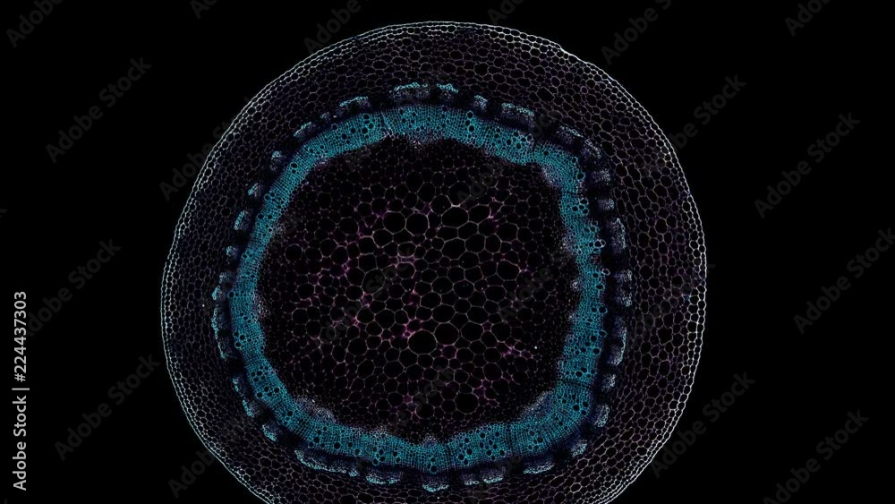 cabbage stem - cross section cut under the microscope – microscopic ...