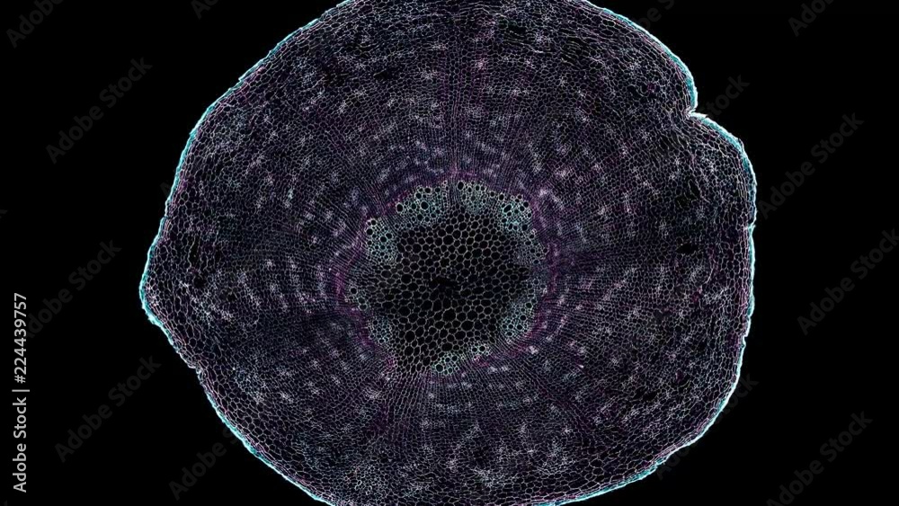 carrot root - cross section cut under the microscope – microscopic view ...