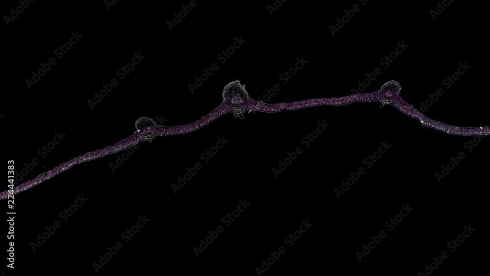 corn mint leaf - cross section cut under the microscope – microscopic ...