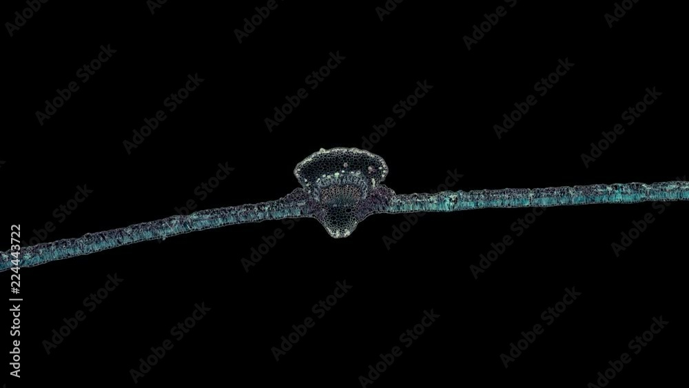 cotton leaf - cross section cut under the microscope – microscopic view ...