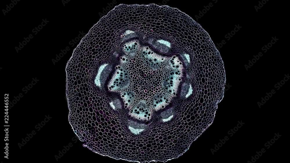 dandelion flower root - cross section cut under the microscope ...