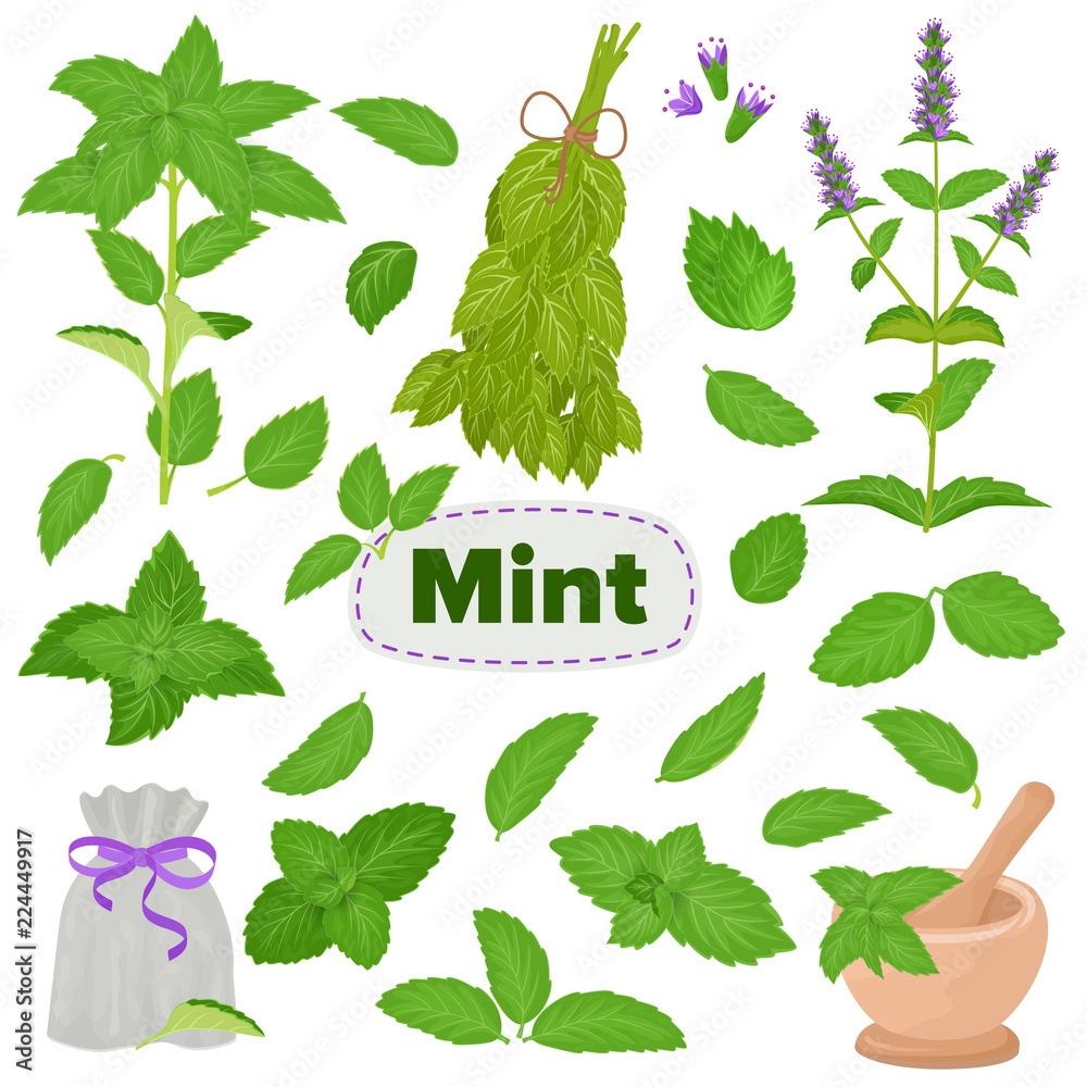 Mint vector spearmint leaves menthol aroma and fresh peppermint herb ...