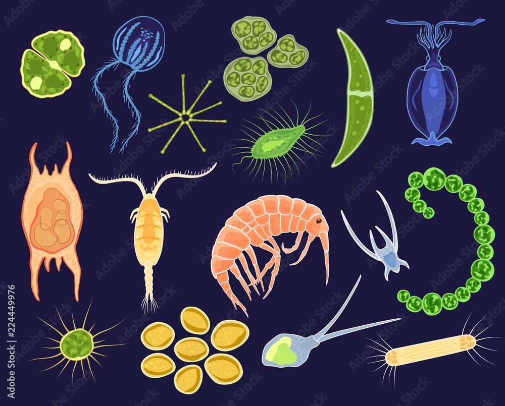 Poster Plankton vector aquatic phytoplankton and planktonic ...