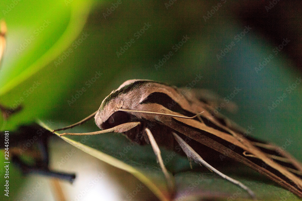 Sphinx moth Sphingidae with large wings Stock Photo | Adobe Stock