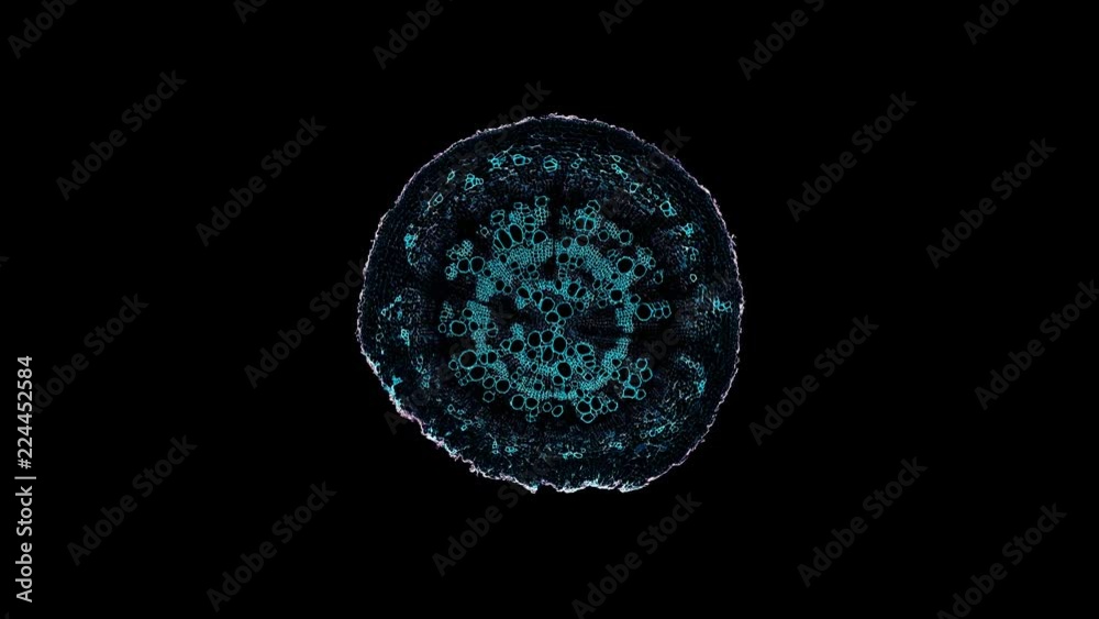 helix ivy soil root - cross section cut under the microscope ...