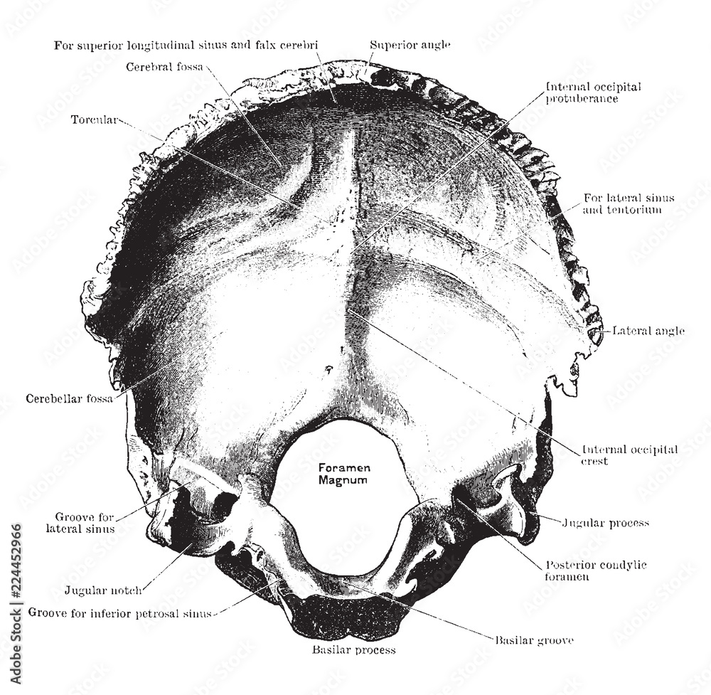 Occipital Protuberance