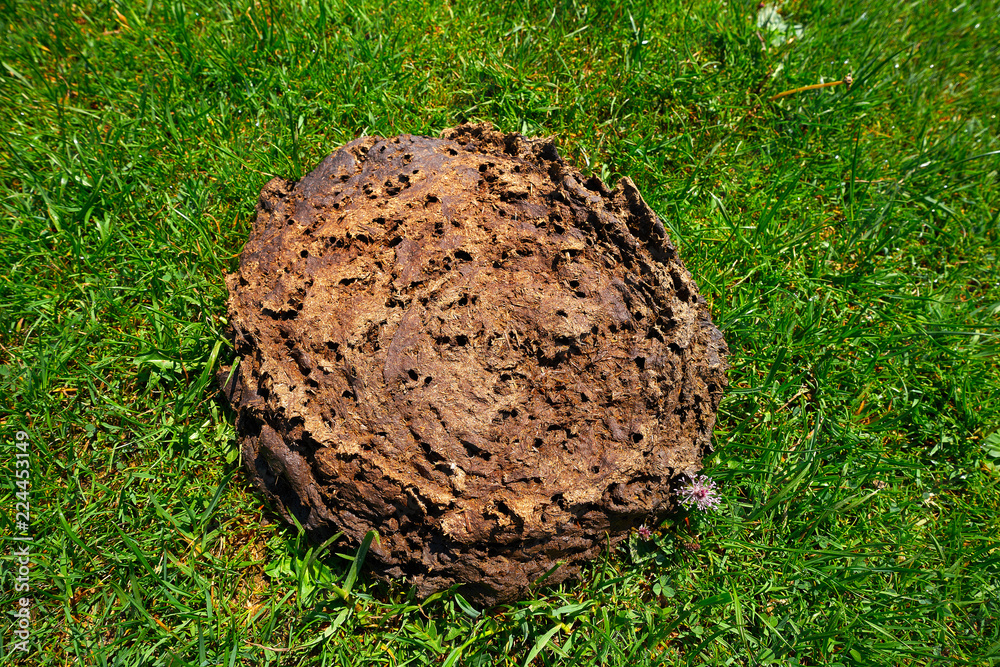 cow poop shit in a green meadow grass Stock Photo | Adobe Stock