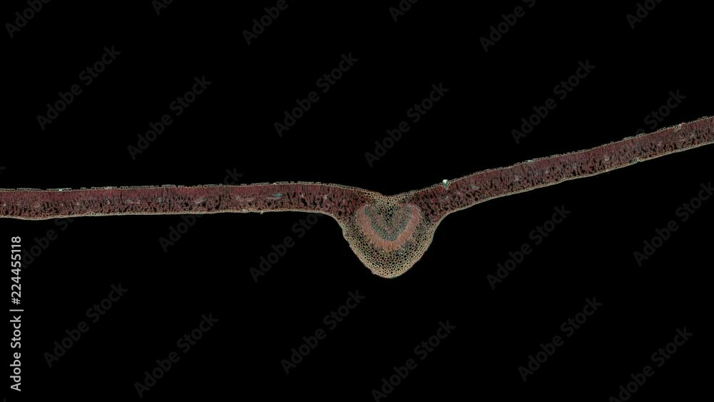 ligustrum leaf - cross section cut under the microscope – microscopic ...