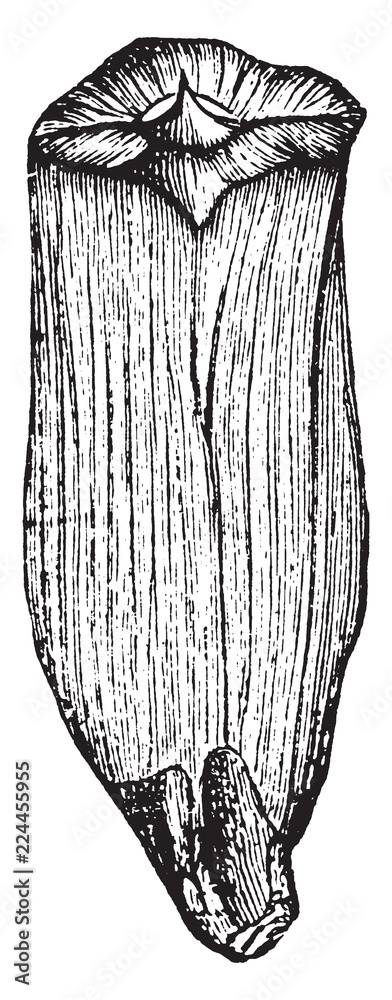 Cuban pine (pinus cubensis Griseb.). Two-thirds natural size. cone ...