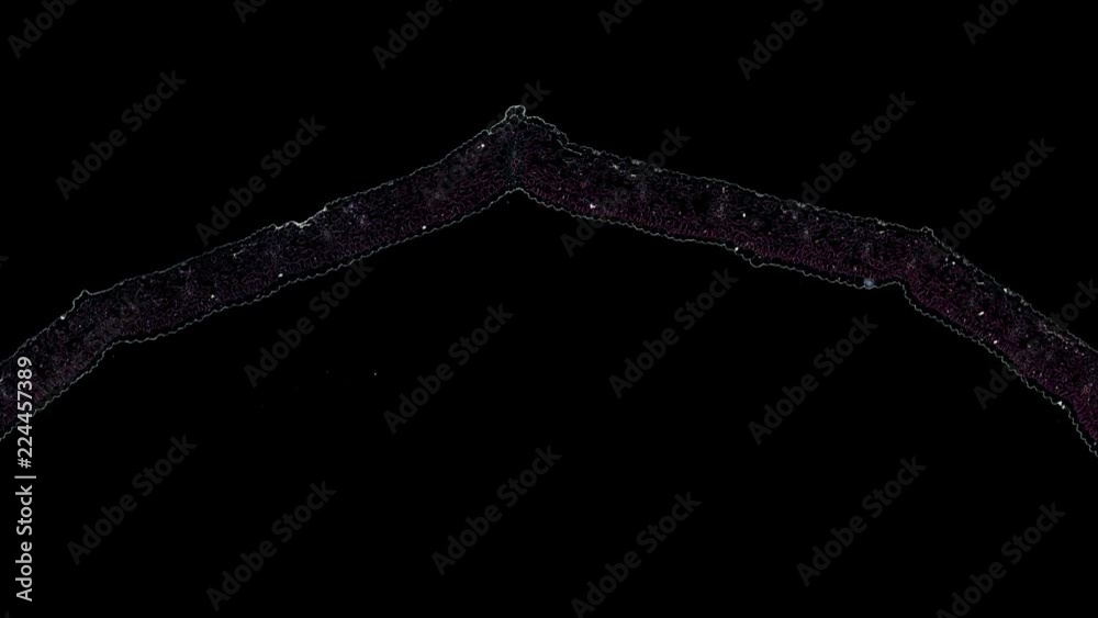 lily leaf - cross section cut under the microscope – microscopic view ...