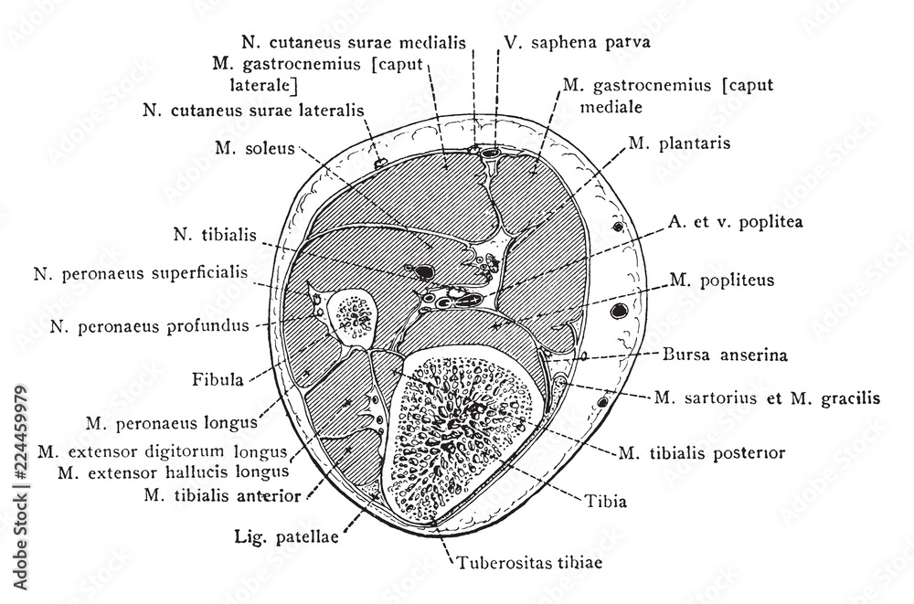 Cross Section Through Leg Two Inches Below Knee Joint, vintage ...