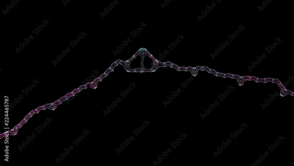 paddy leaf - cross section cut under the microscope – microscopic view ...