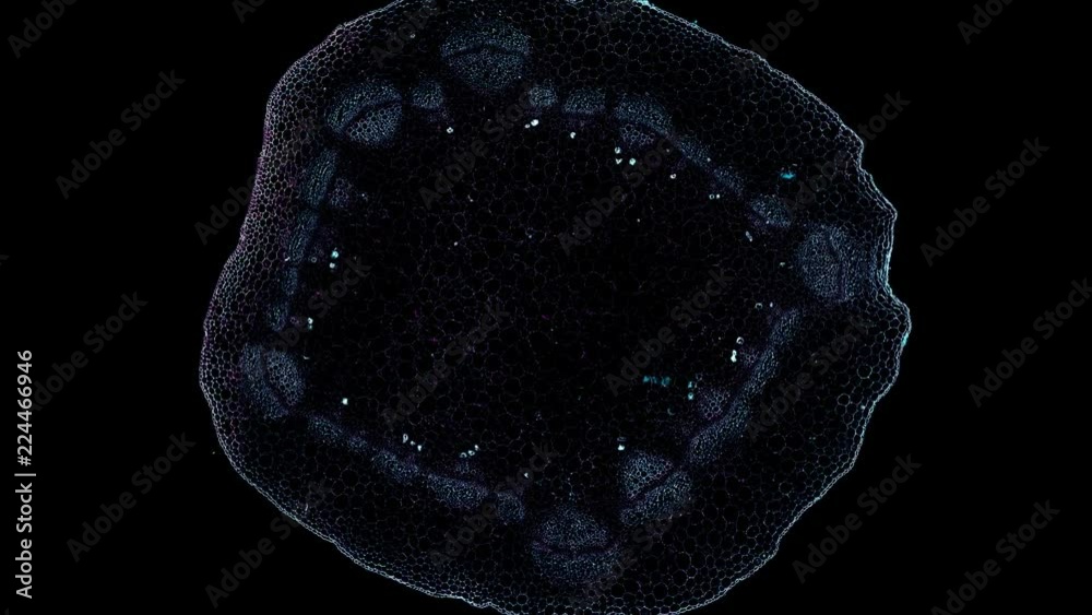 peanut stem - cross section cut under the microscope – microscopic view ...