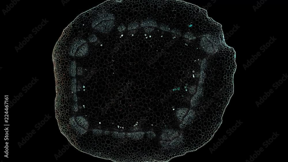 peanut stem - cross section cut under the microscope – microscopic view ...