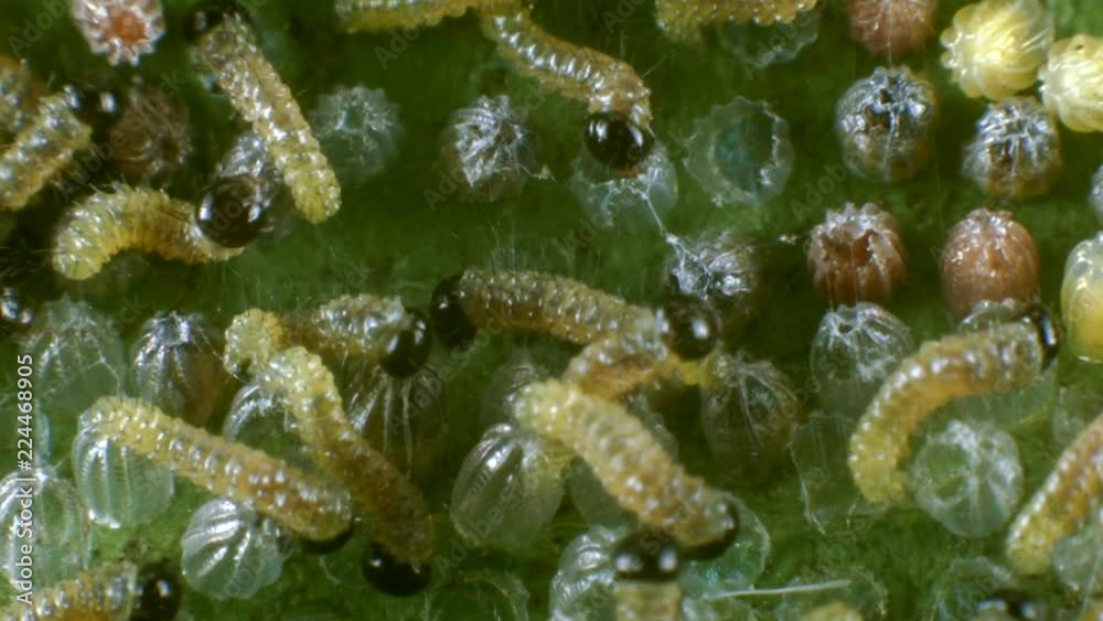 Hatching eggs of the Gulf fritillary, (Agraulis vanillae). A heliconid ...