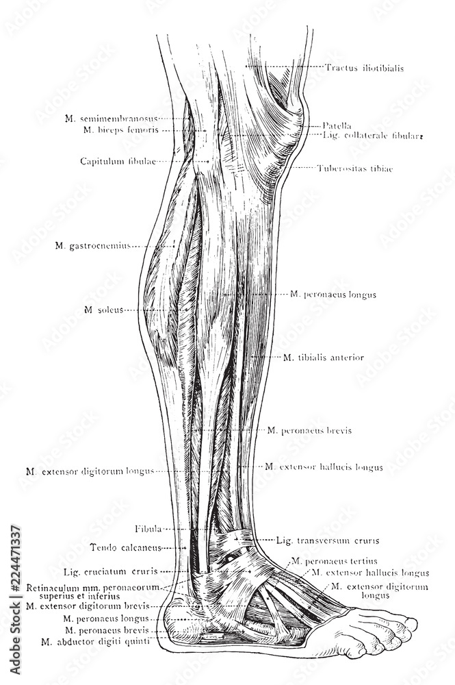 Lateral View of the Superficial Muscles of the Leg, vintage ...