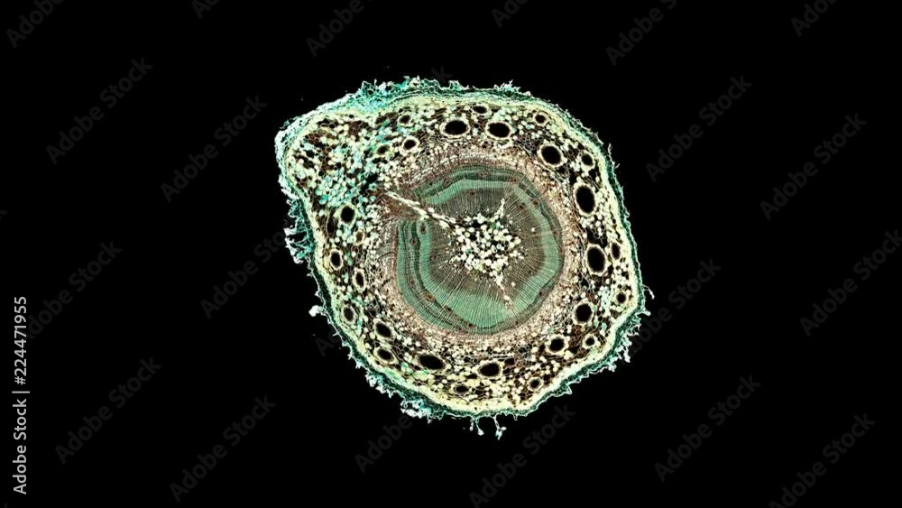 pinus pumila old stem - cross section cut under the microscope ...