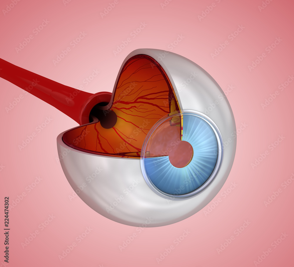 Eye anatomy - inner structure, Medically accurate 3D illustration ...