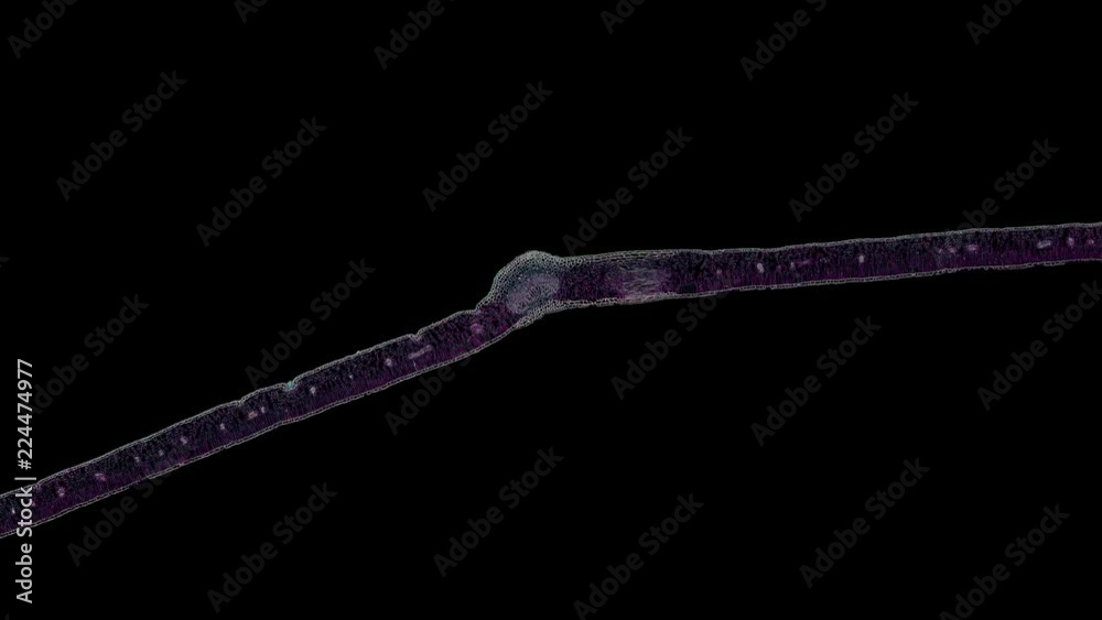 privet leaf - cross section cut under the microscope – microscopic view ...