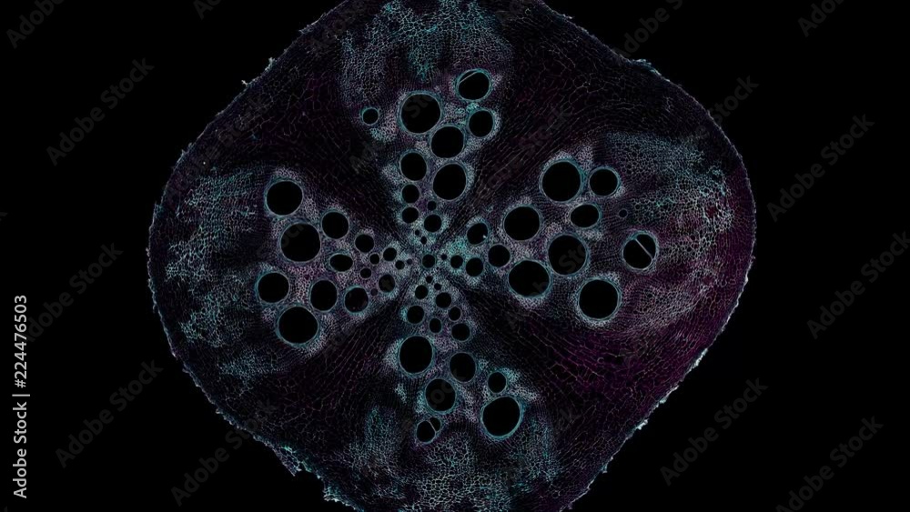 pumpkin root - cross section cut under the microscope – microscopic ...