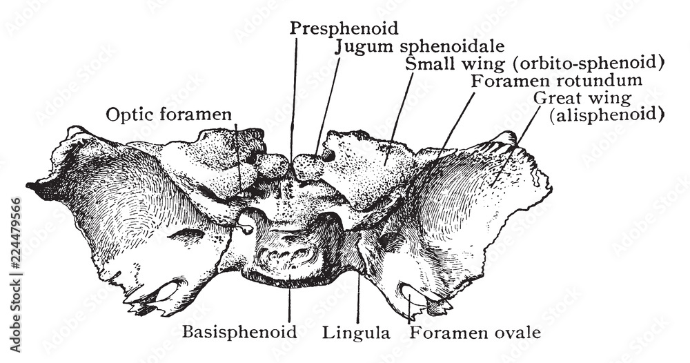 Optic Foramen Sphenoid Bone