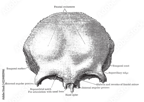 Superciliary Ridge