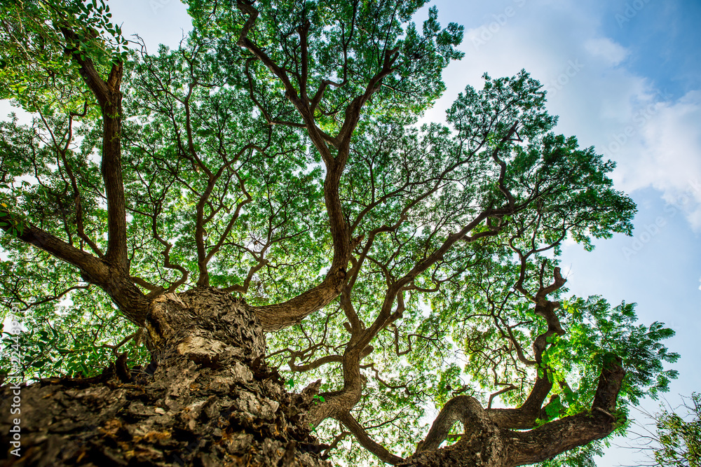 Tree from bottom view. can be use to natural background, wallpaper ...