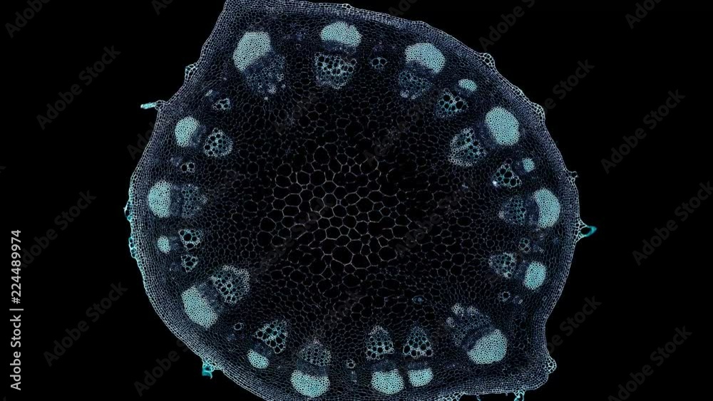 sunflower stem - cross section cut under the microscope – microscopic ...