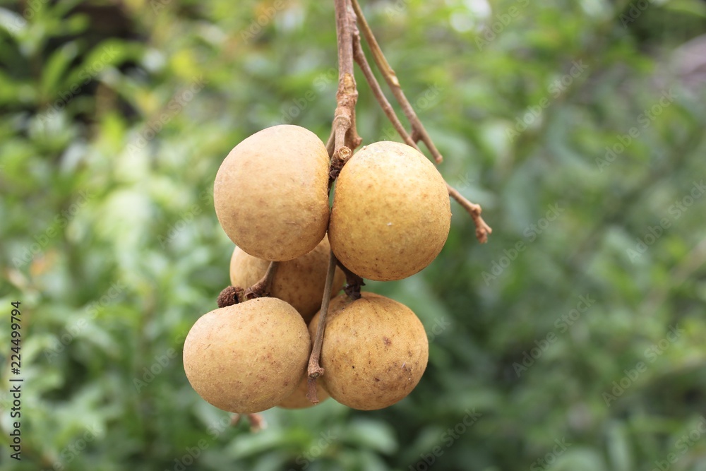Longan fruits or Dimocarpus longan or Dragon eye fruit in thr garden ...