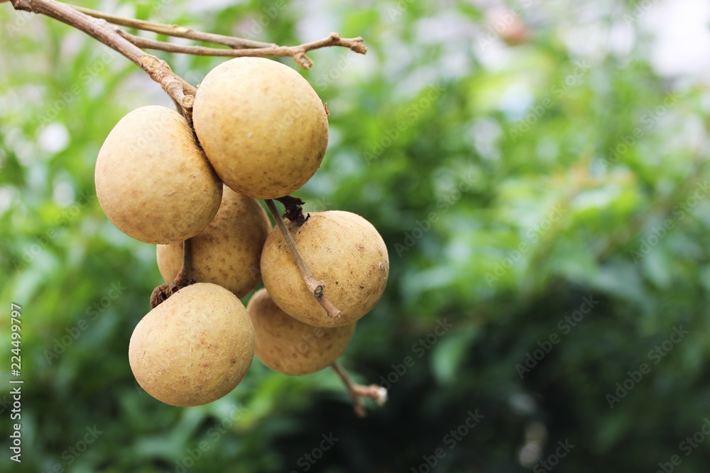 Longan fruits or Dimocarpus longan or Dragon eye fruit in thr garden ...