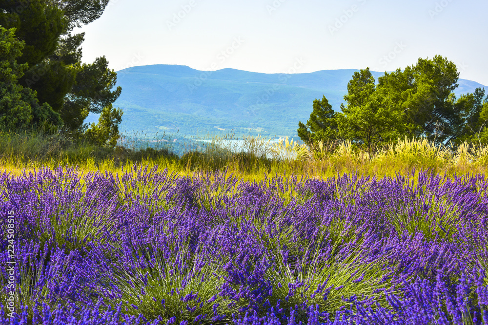 lavender fields with a view to lake Sainte-Croix, Provence, France ...