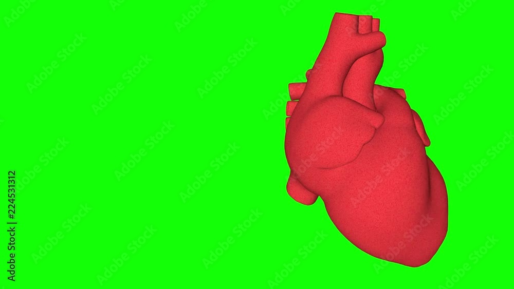 Vidéo Stock Beating human heart with green screen and copy-space for ...