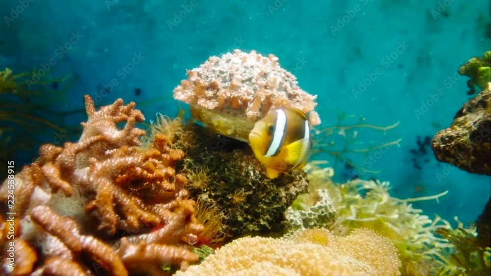 Underwater scene. Coral reef, colorful fish groups and sunny sky ...