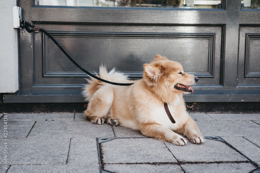 How Much Is A Dog License In London Ontario