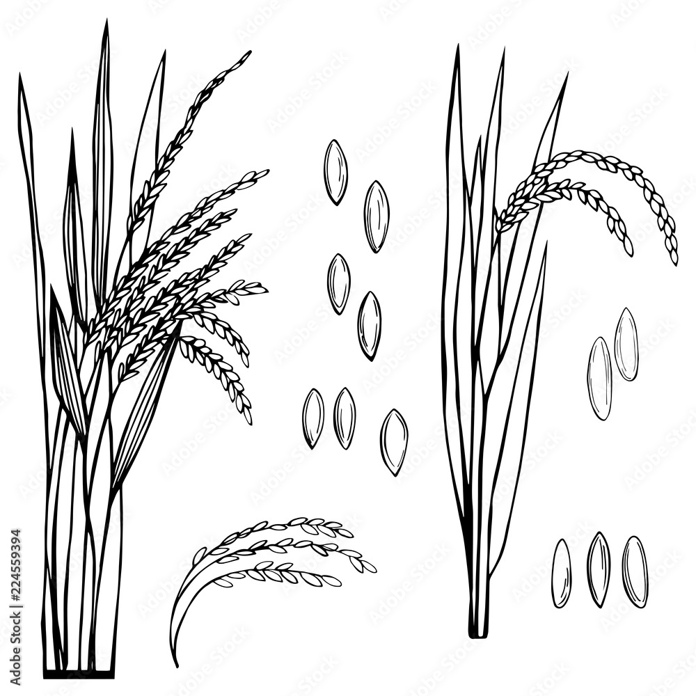 Spikelet of rice with the leaves on a white background. Vector sketch ...