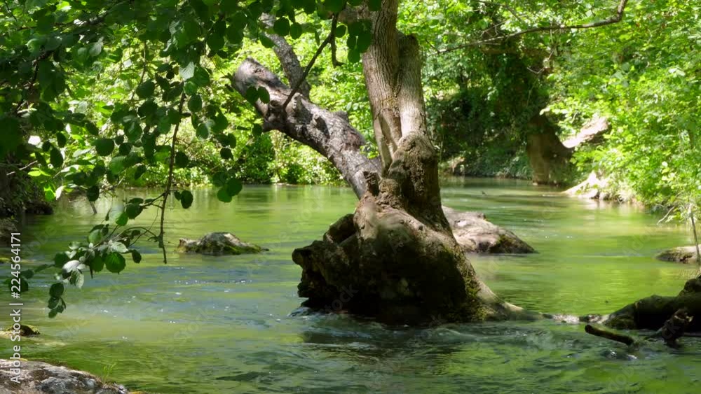 Flooding in the river flooded tree Stock Video | Adobe Stock