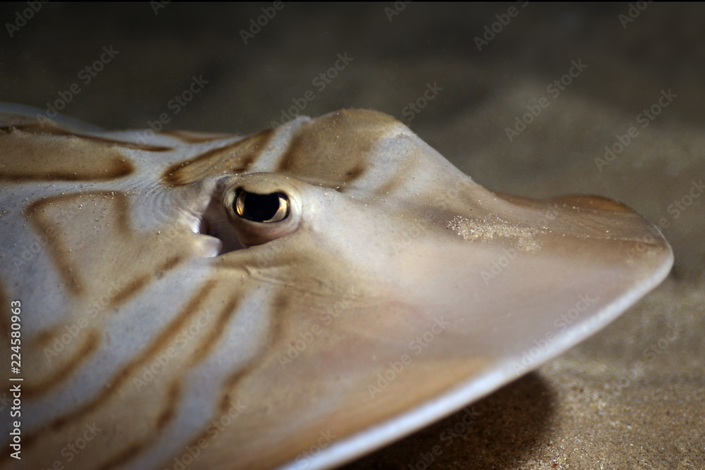 Stingrays Eyes