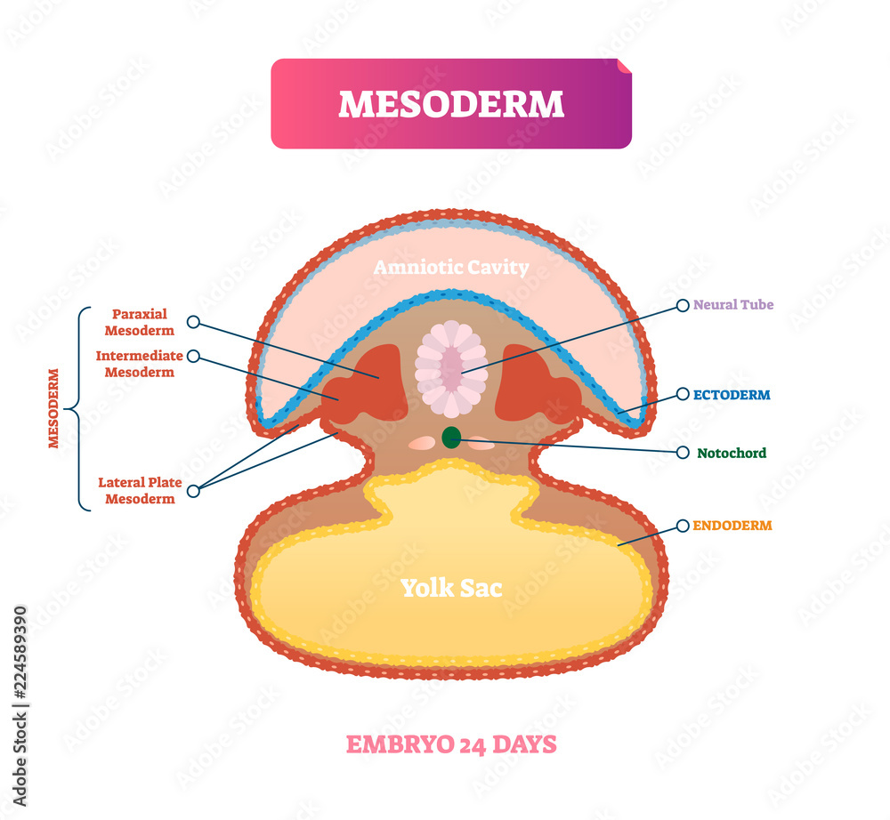 Mesoderm vector illustration. Labeled medical diagram with embryo ...