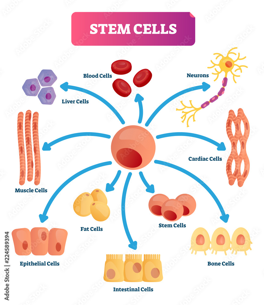 Stem Cells Vector Illustration Medical Labeled Diagram With All Kind