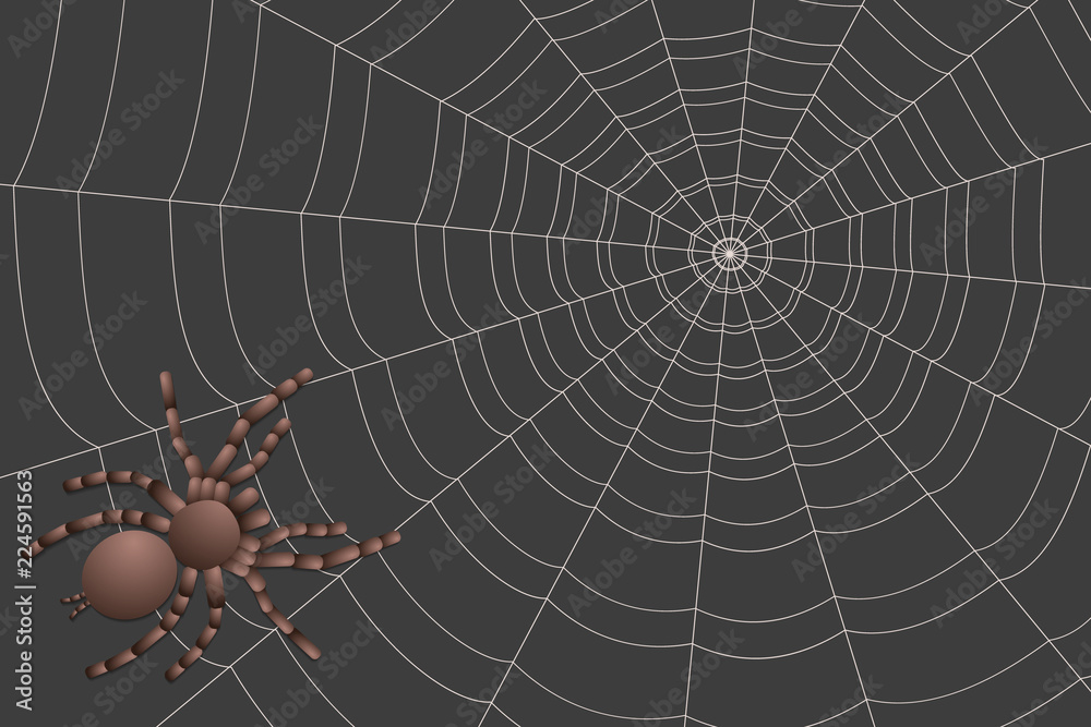 Tarantula Spider Web