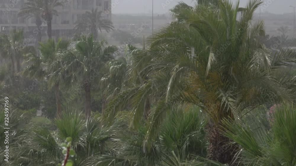 Vidéo Stock Tropical wind and rain drops falling on the green palm tree ...